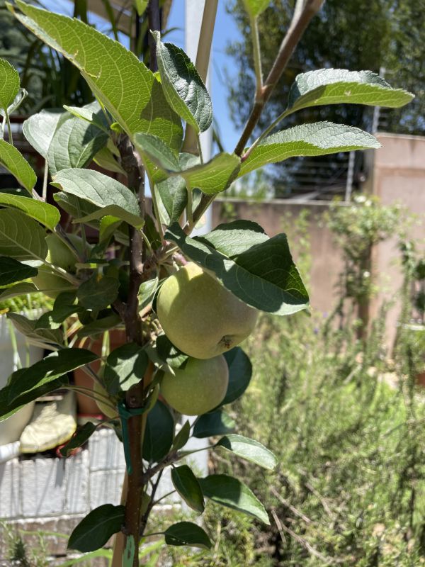 Apples – Swartlaagte Farms