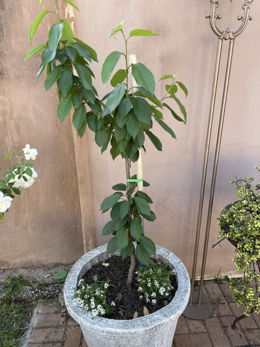 Cherries - Swartlaagte Farms