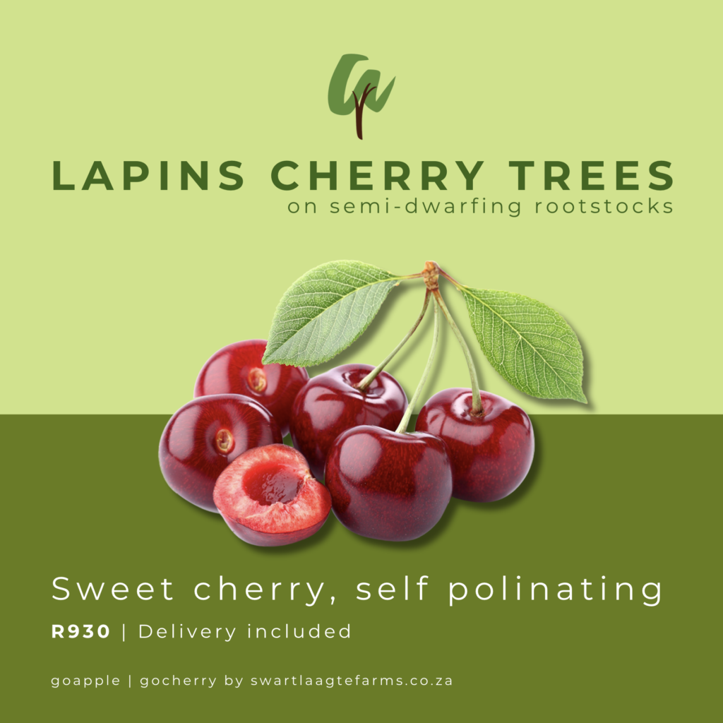 Lapins Cherry Tree (Delivery included) - Swartlaagte Farms