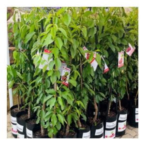 Lapins Cherry Tree - Swartlaagte Farms