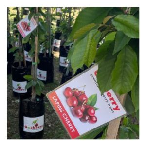 Lapins - Swartlaagte Farms