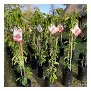 Lapins - Swartlaagte Farms