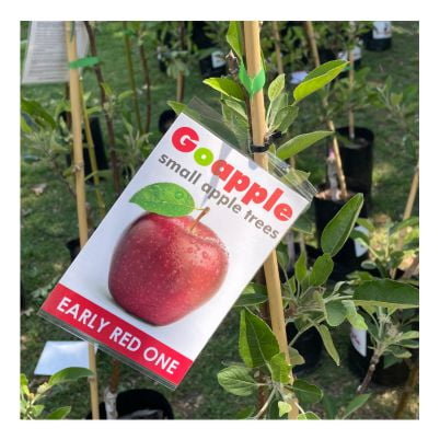 Early Red One - Swartlaagte Farms